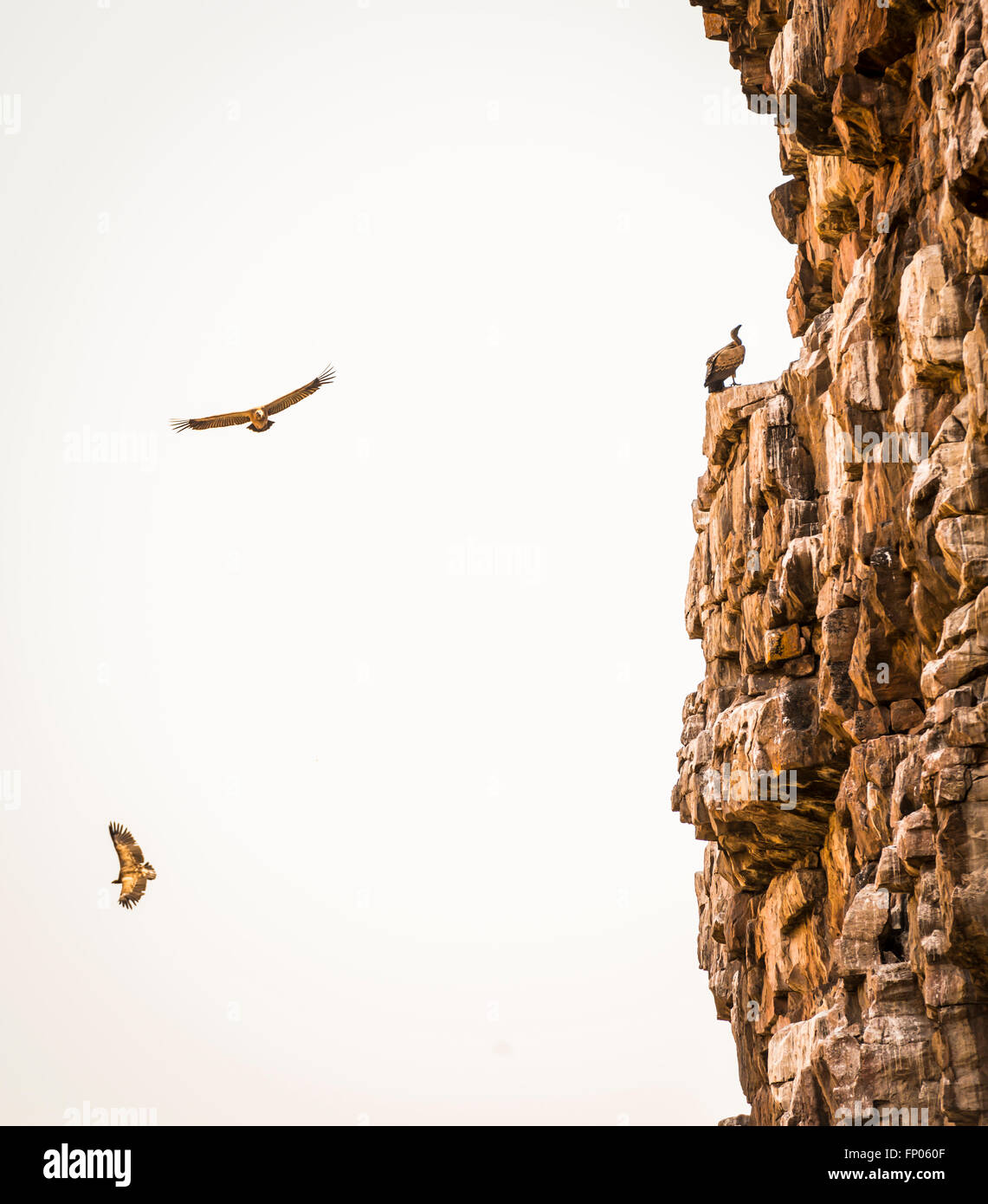 Large Vultures in flight near a canyon wall in Botswana, Africa Stock ...