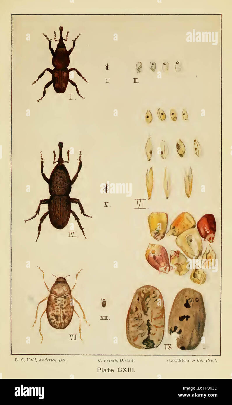 A handbook of the destructive insects of Victoria Stock Photo - Alamy
