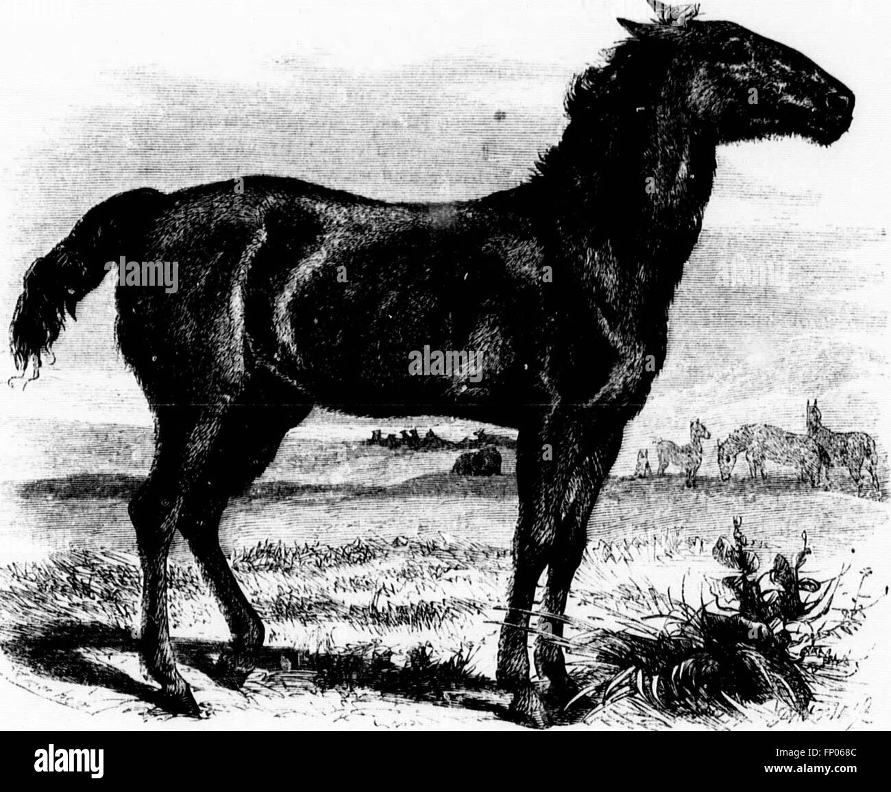 This 1863 illustrated natural history offers a visual exploration of ...