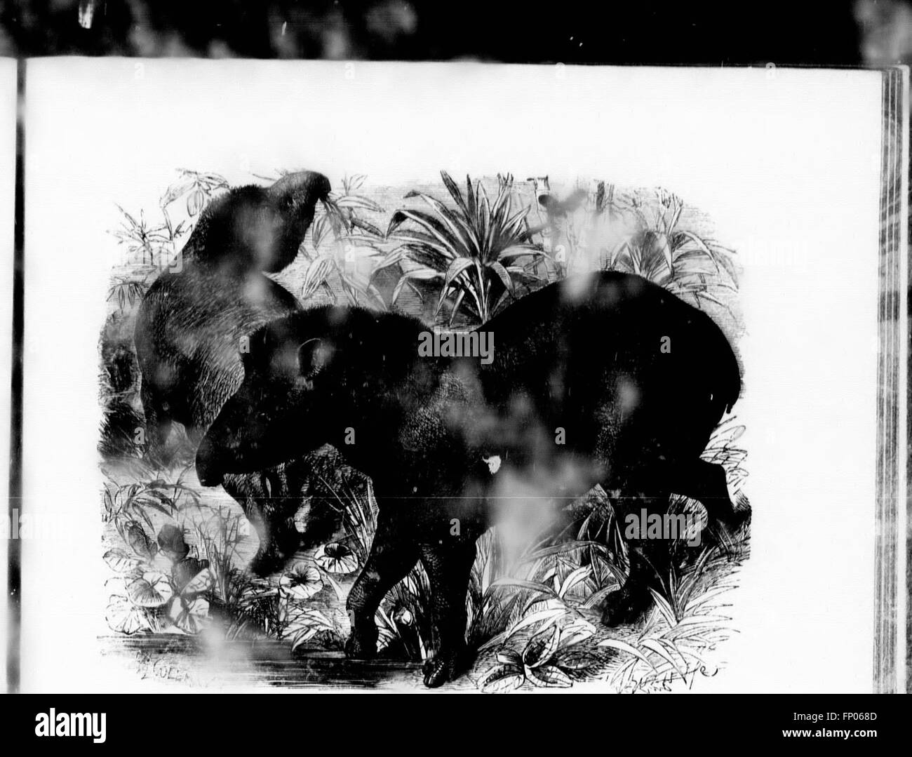 This illustrated work from 1863 provides a comprehensive overview of ...