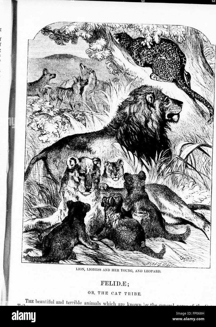 The 'Illustrated Natural History' (1863) provides a comprehensive ...