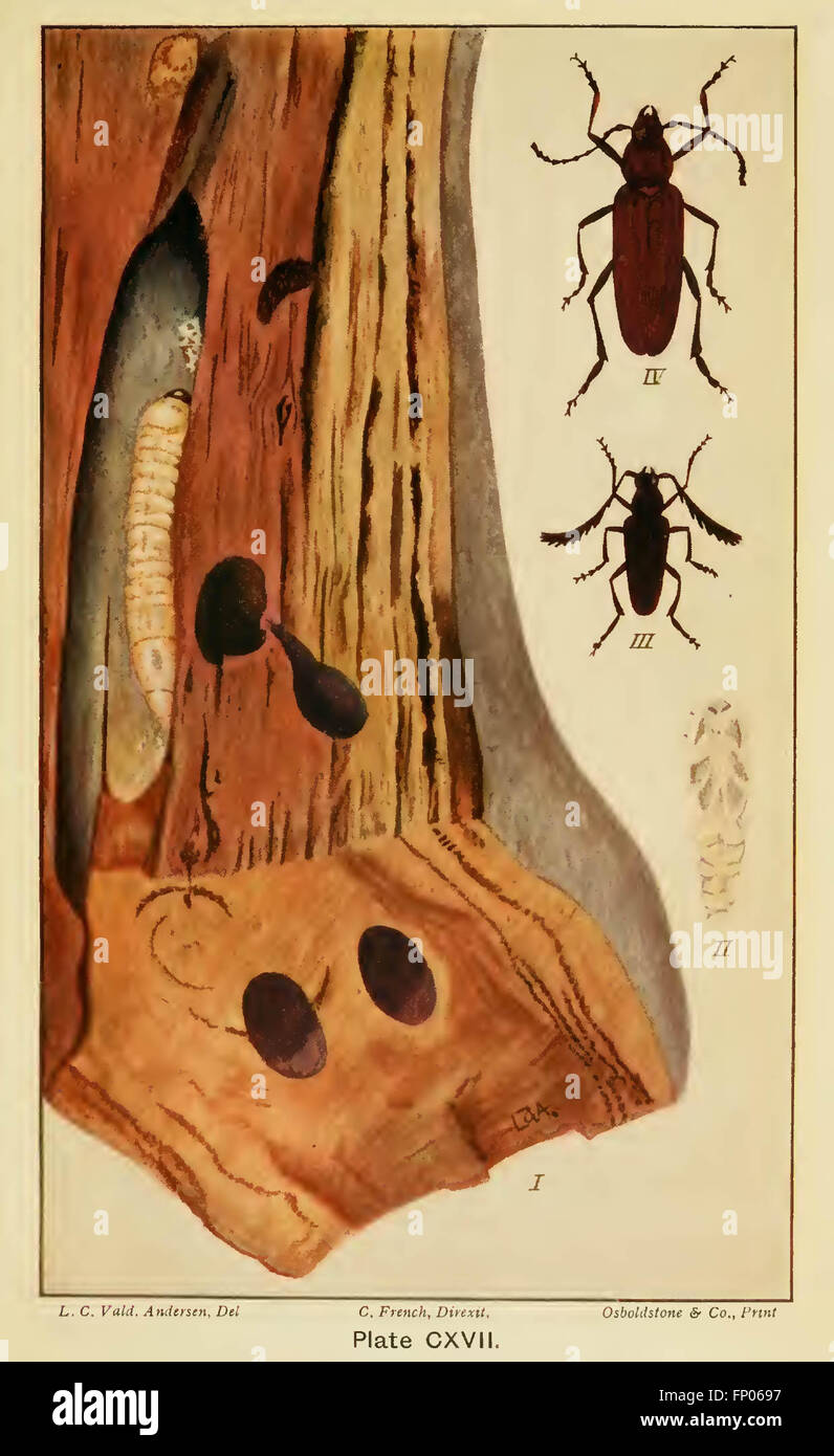 A handbook of the destructive insects of Victoria Stock Photo - Alamy