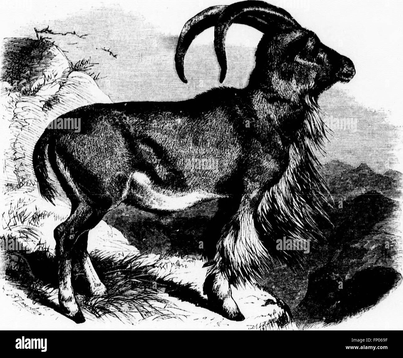 Edition 1863 Black and White Stock Photos & Images - Alamy