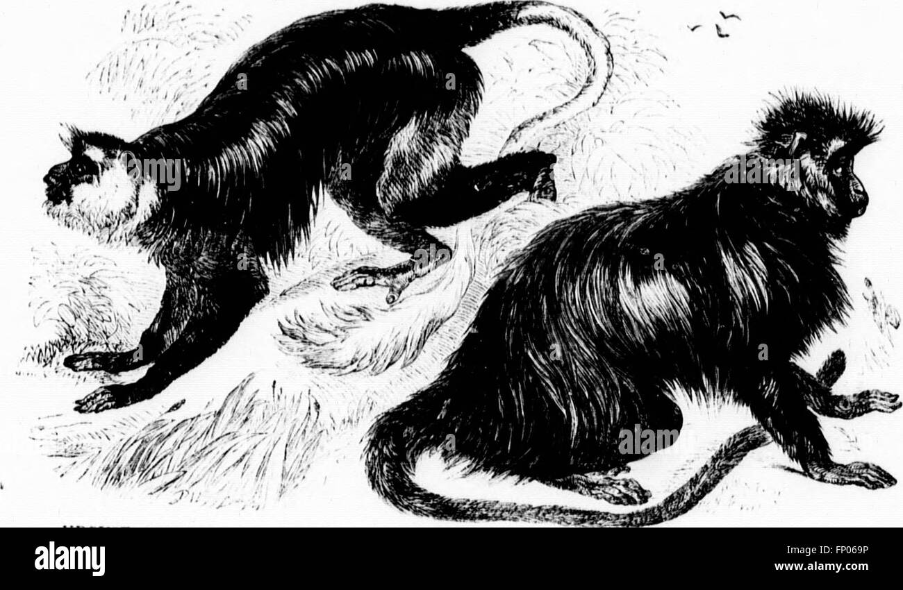 Illustrated animal kingdom Black and White Stock Photos & Images - Alamy