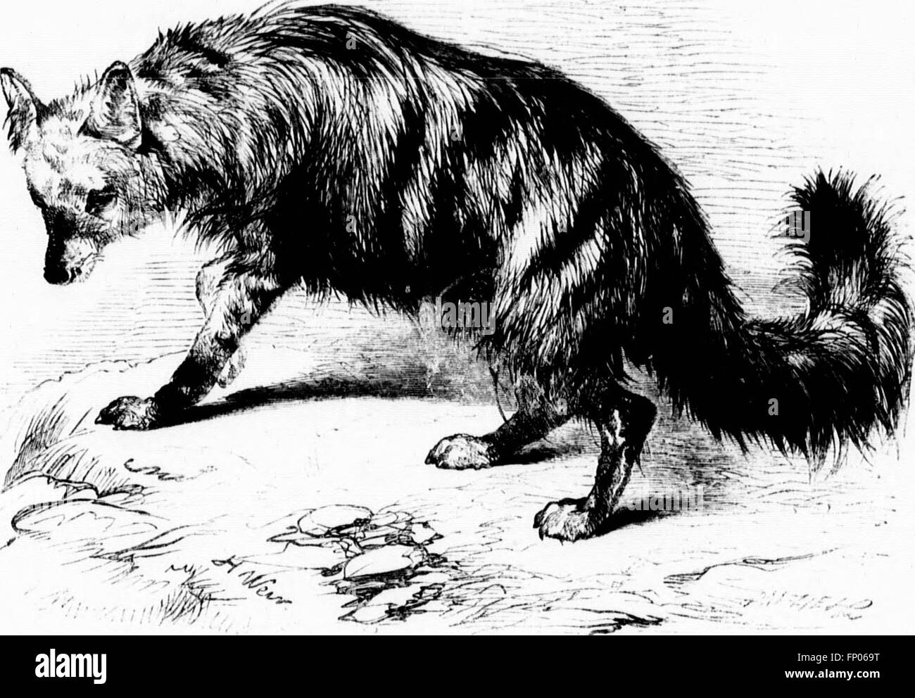 *The Illustrated Natural History* (1863) is a detailed, illustrated ...