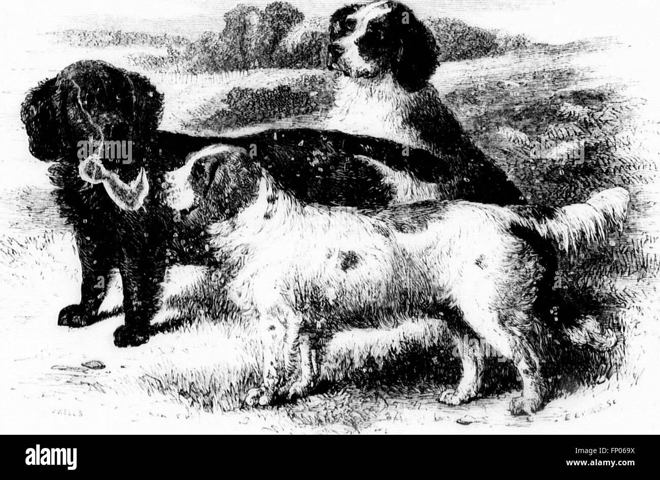 The Illustrated Natural History of 1863 presents a detailed account of ...