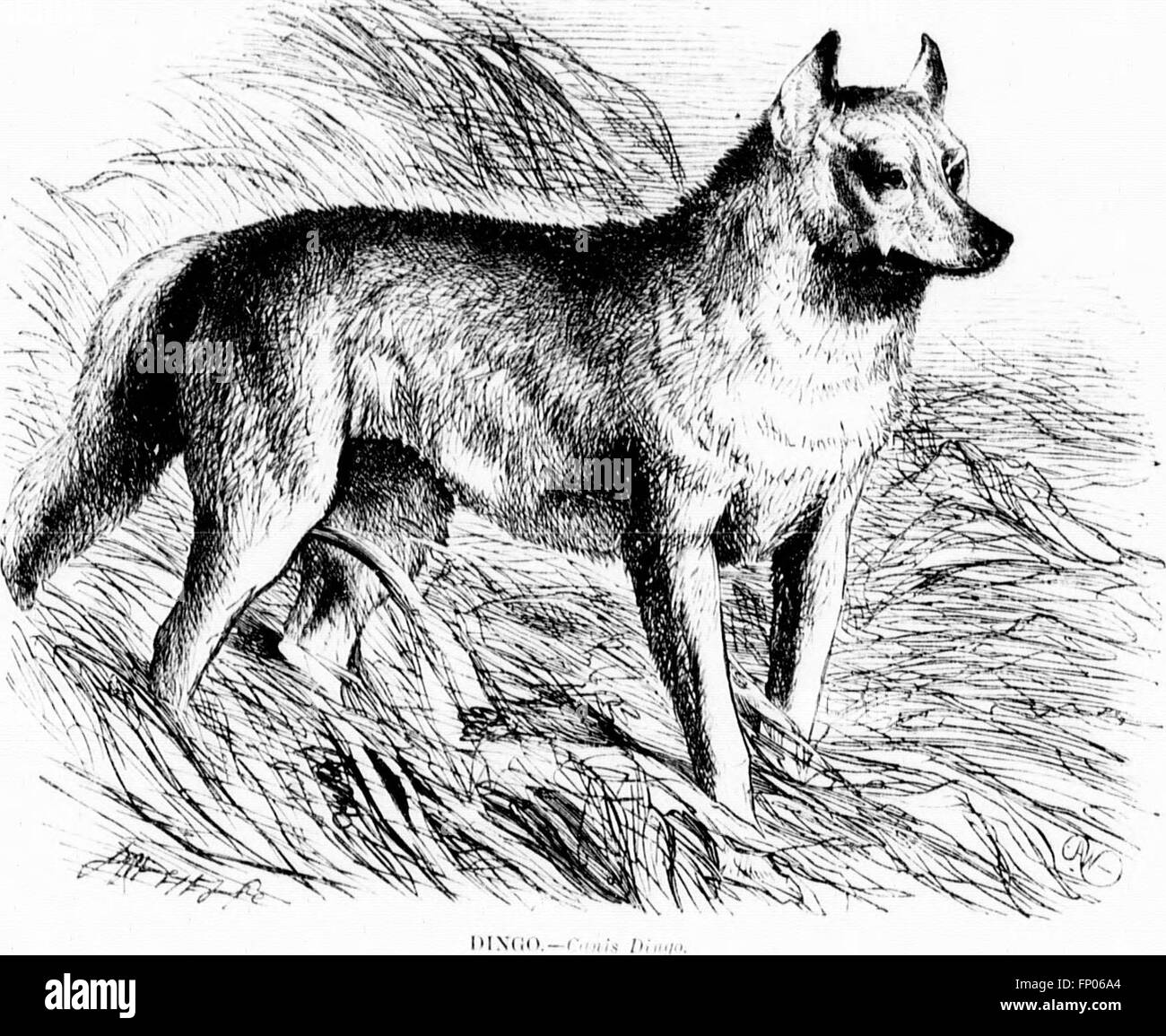 Illustrated natural history Black and White Stock Photos & Images - Alamy