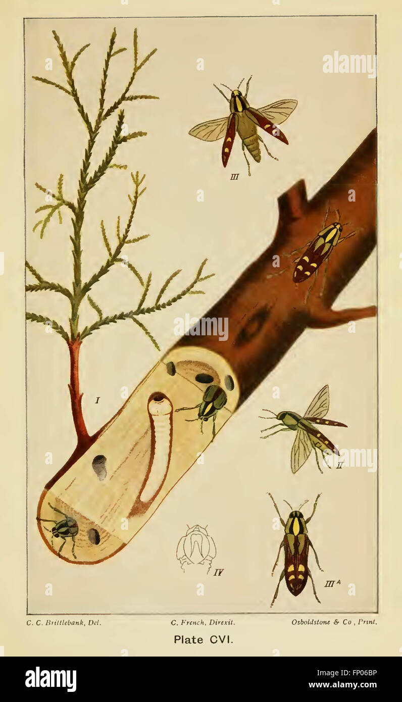 Handbook and botany hi-res stock photography and images - Alamy