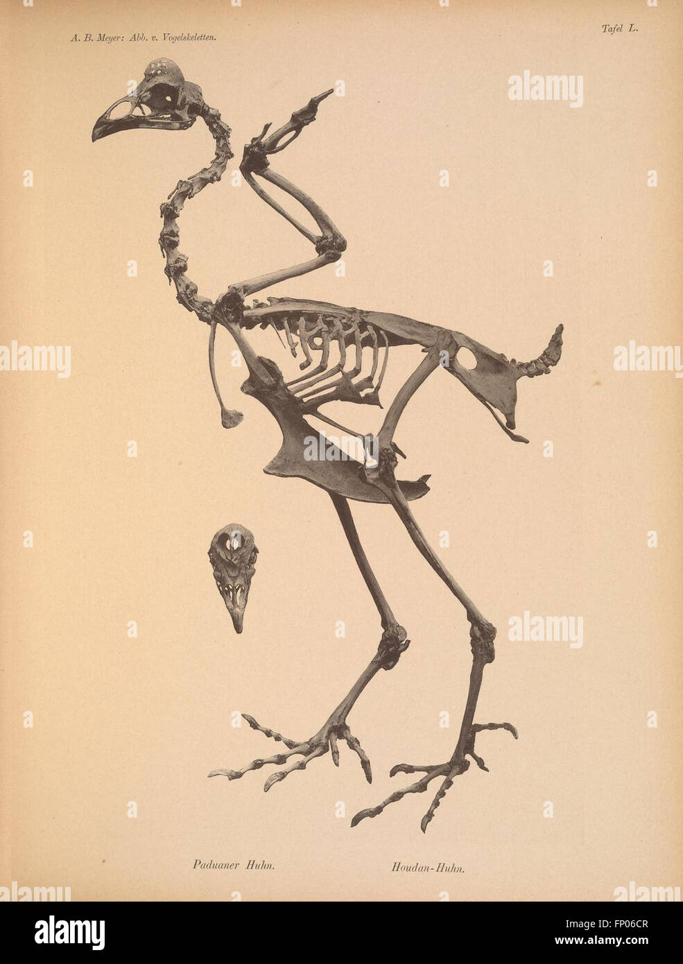 This German work features detailed illustrations of bird skeletons ...