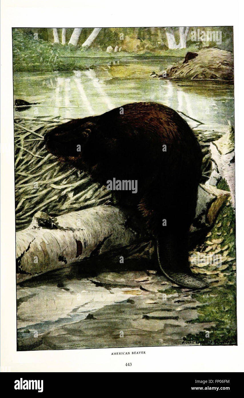 This work features detailed illustrations and descriptions of large ...