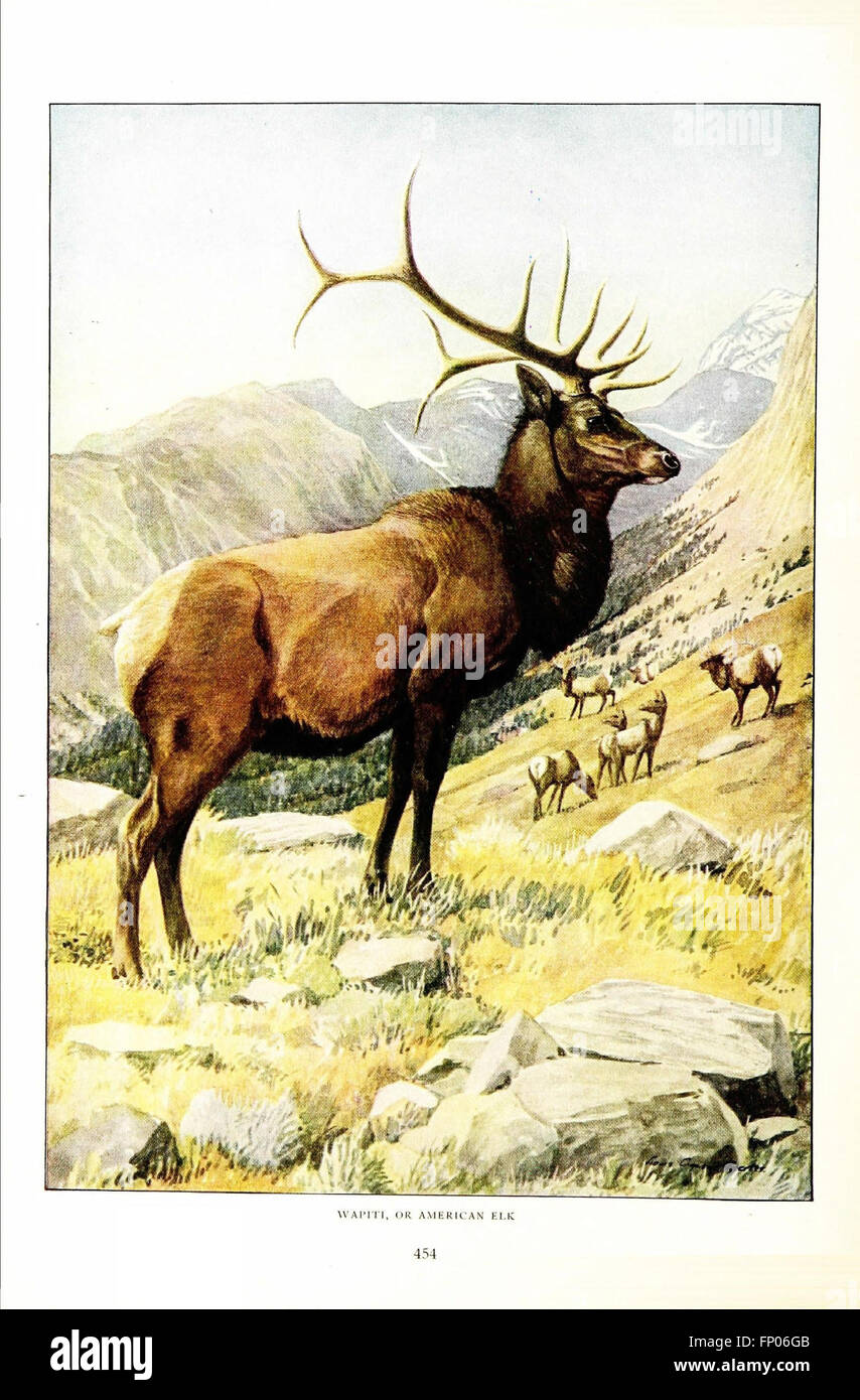 'The Larger North American Mammals' provides an in-depth look at the ...