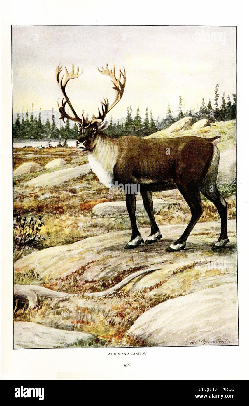 North american mammals hi-res stock photography and images - Alamy