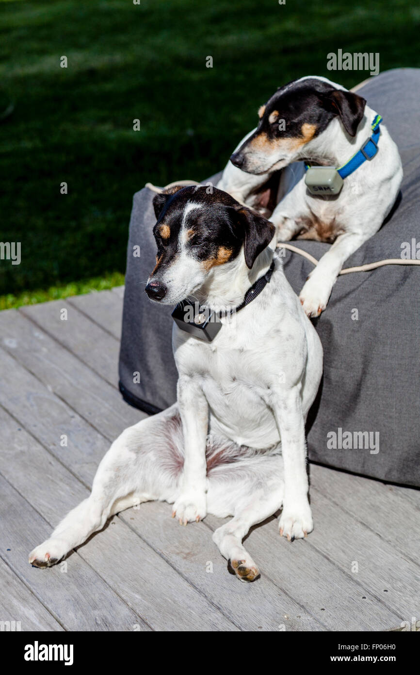 Two dogs sitting hi-res stock photography and images - Alamy