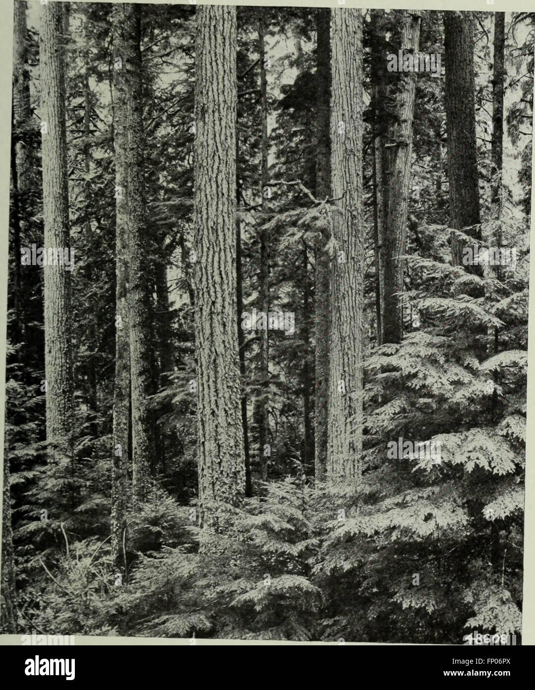 "Elements of forestry" (1914 Stock Photo - Alamy