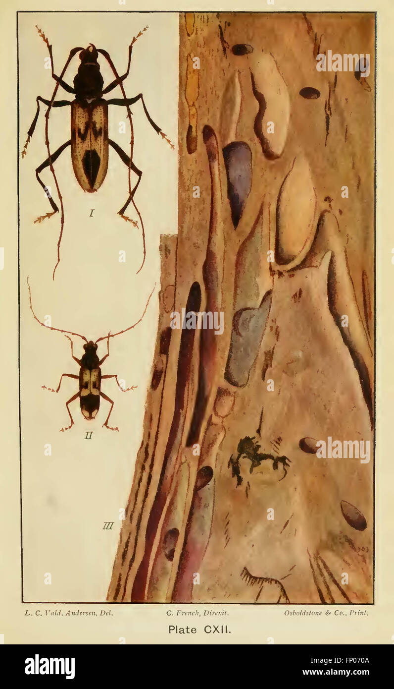 A handbook of the destructive insects of Victoria Stock Photo - Alamy