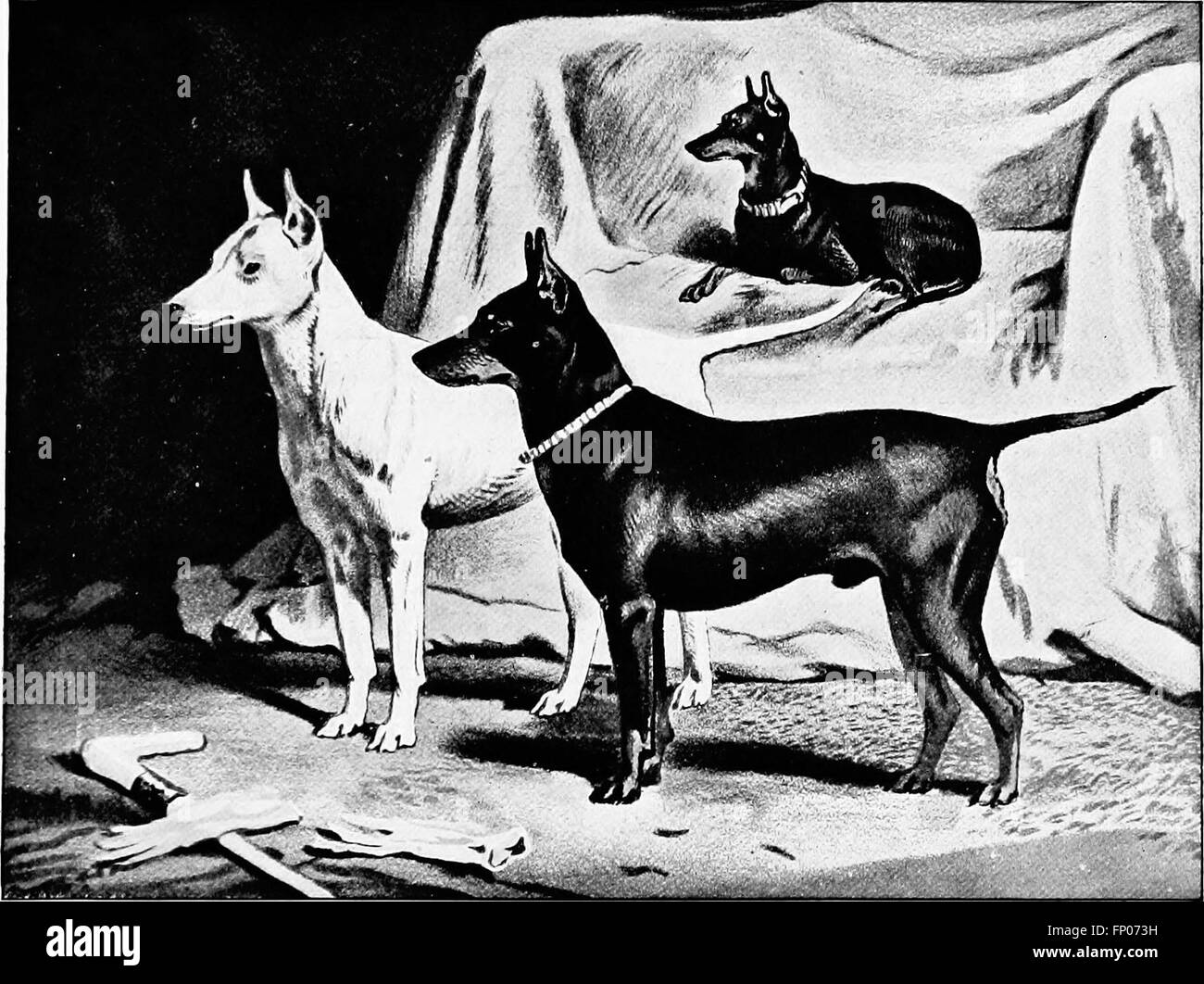 The new book of the dog; a comprehensive natural history of British ...