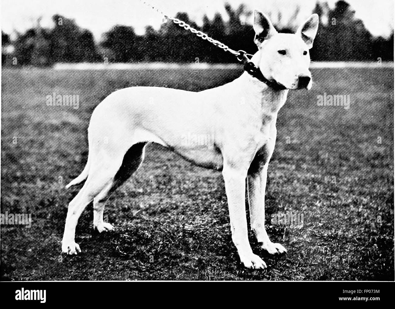 This 1907 publication offers a detailed natural history of British dogs ...