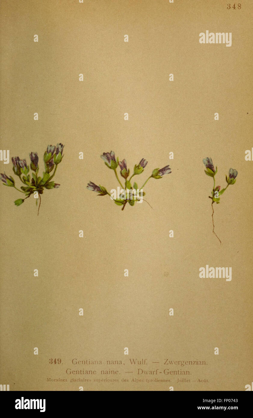 'Atlas de la Flora Alpine' (Plate 349) showcases detailed botanical ...