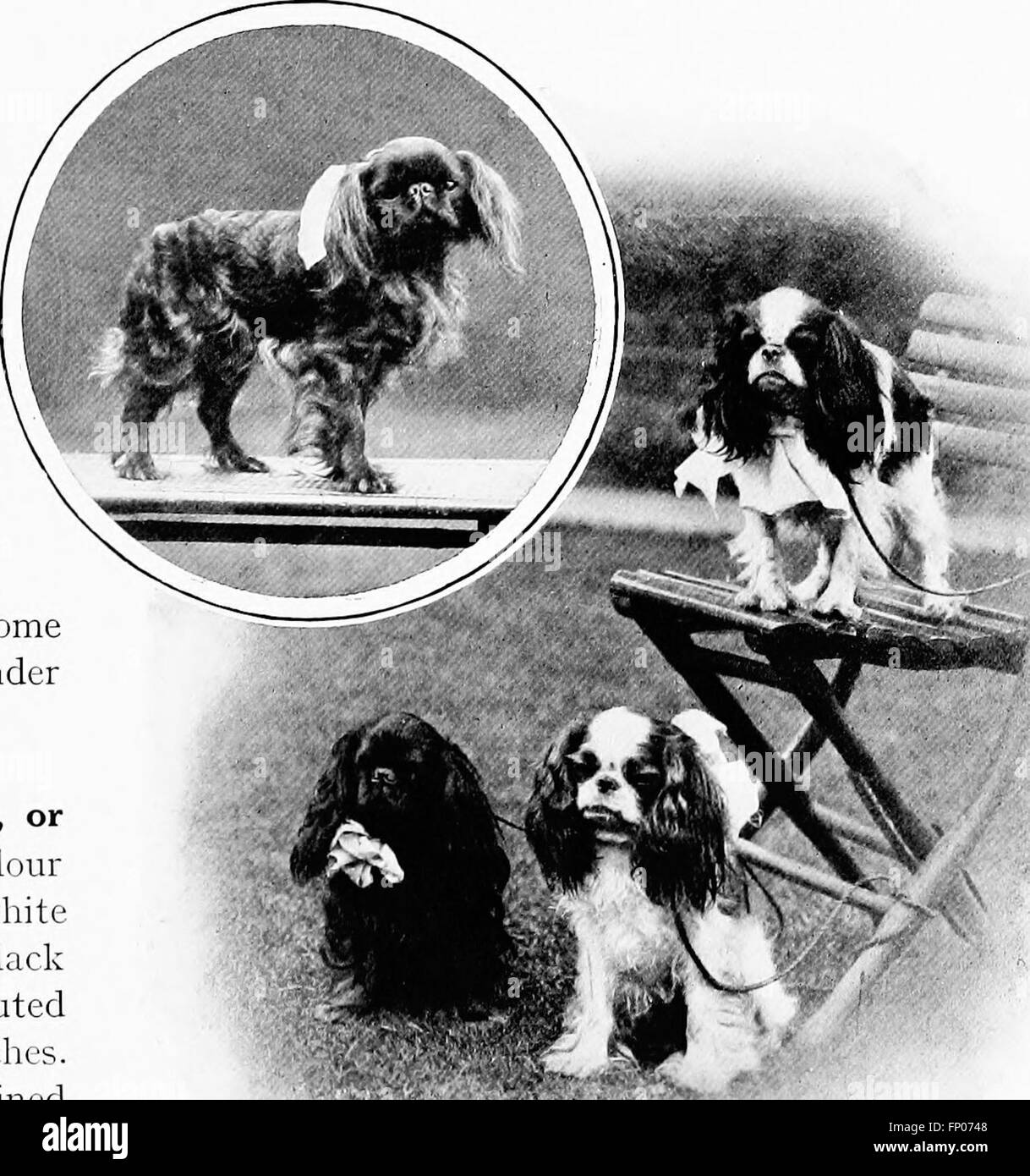 This 1907 work provides a detailed natural history of British dogs and ...