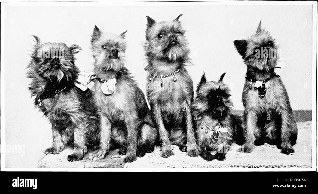 The 1907 book provides a comprehensive natural history of British dogs ...