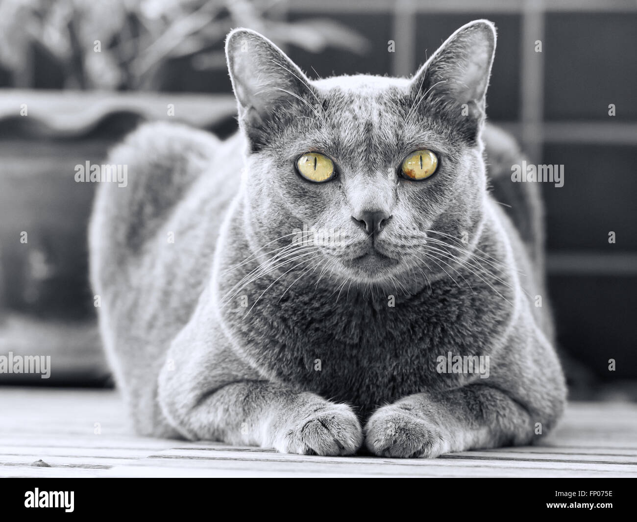 Korat Cat sitting showing her heart shape chest symbol Stock Photo - Alamy