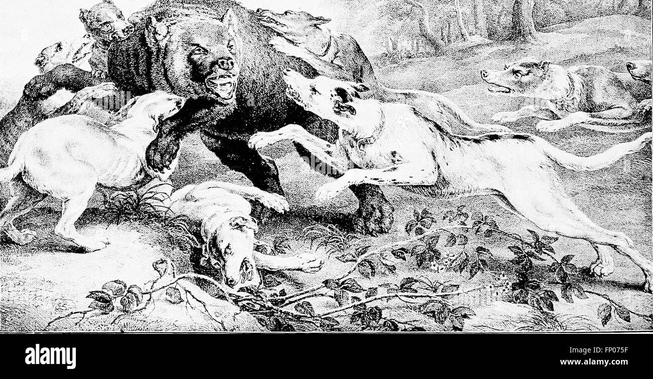 This 1907 book provides a thorough exploration of British dog breeds ...