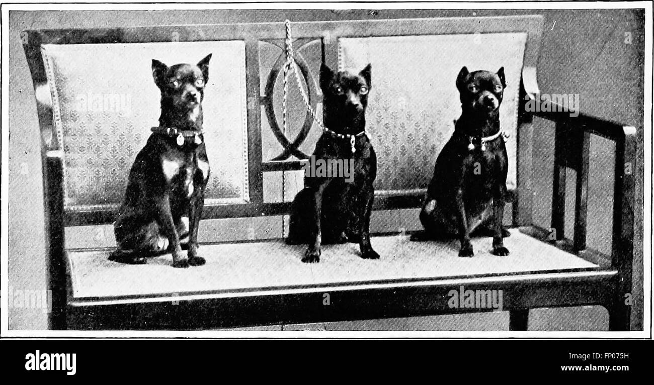 This 1907 book provides an extensive guide to British dogs and their ...