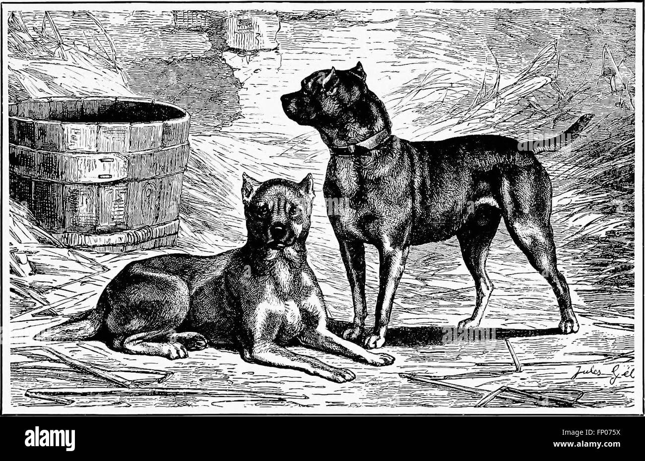 This book offers a detailed natural history of British dog breeds and ...