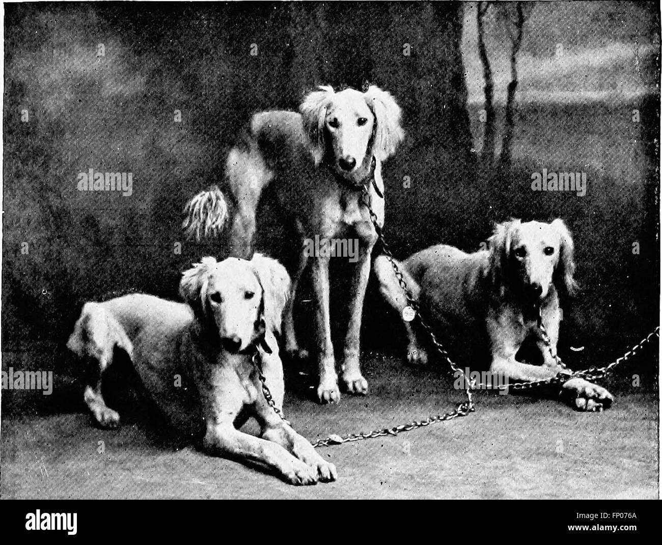 This 1907 comprehensive work covers the natural history of British dog ...