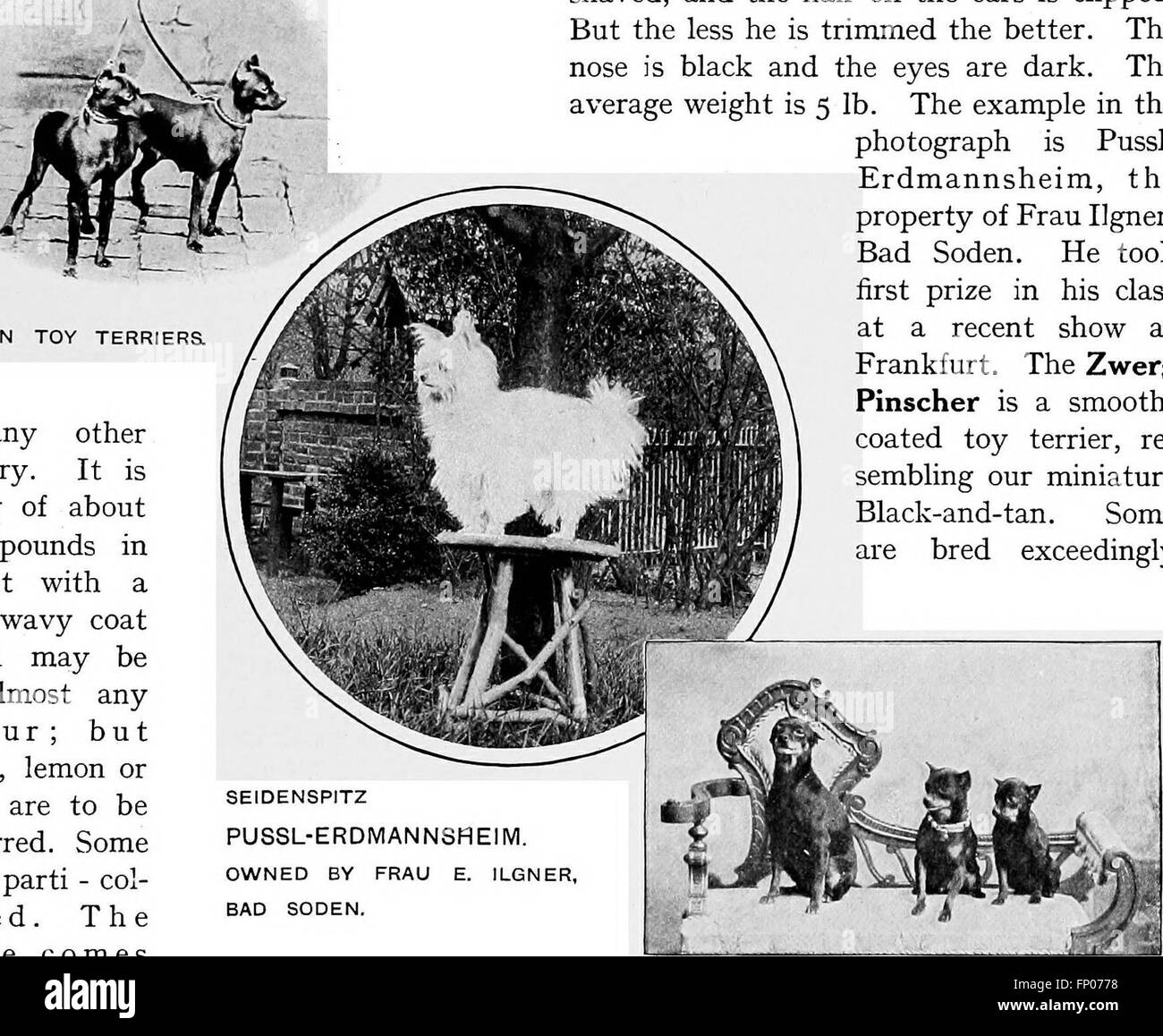 This 1907 book offers a comprehensive guide to British dogs, covering ...