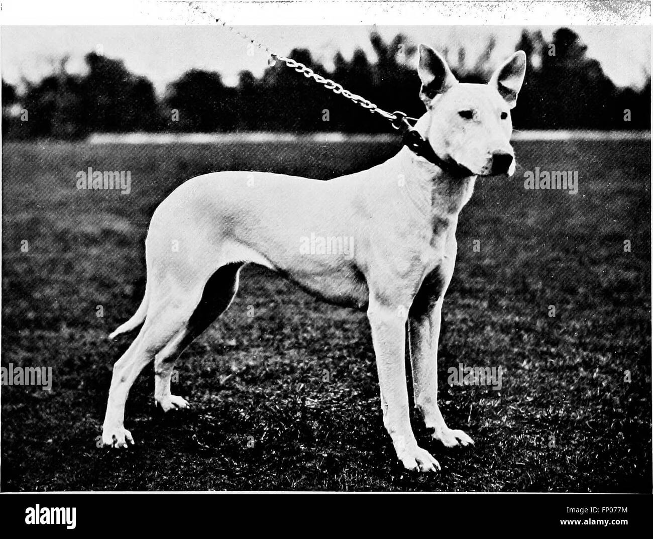 'The New Book of the Dog' (1907) is a comprehensive guide to British ...