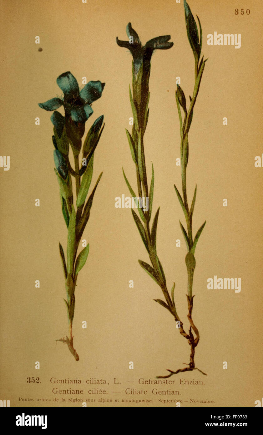 'Atlas de la Flora Alpine' offers detailed illustrations and ...