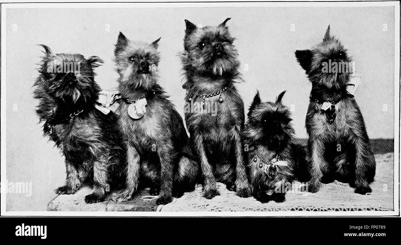 'The New Book of the Dog' (1907) offers an in-depth exploration of ...