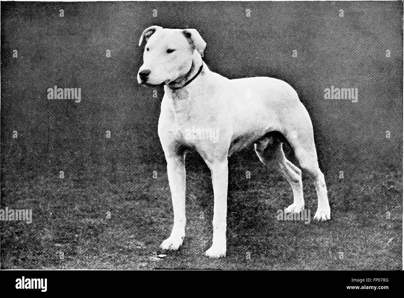 This 1907 work provides a detailed natural history of British dogs and ...