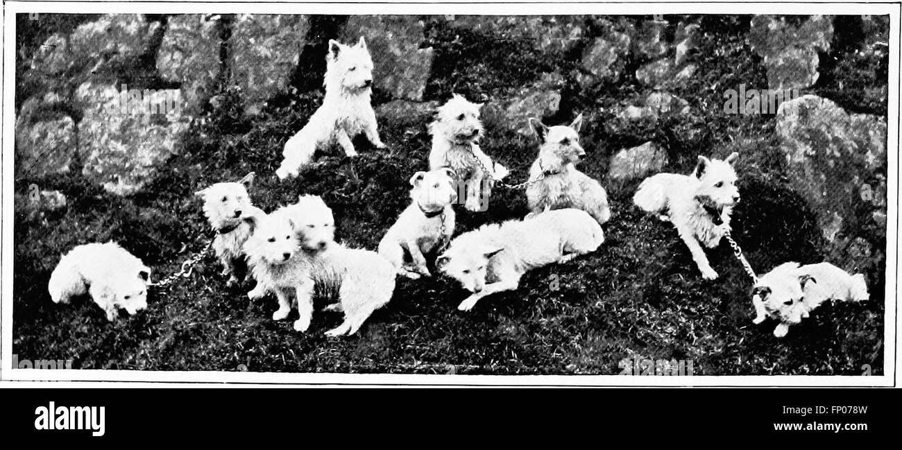 This 1907 book provides a comprehensive natural history of British dogs ...