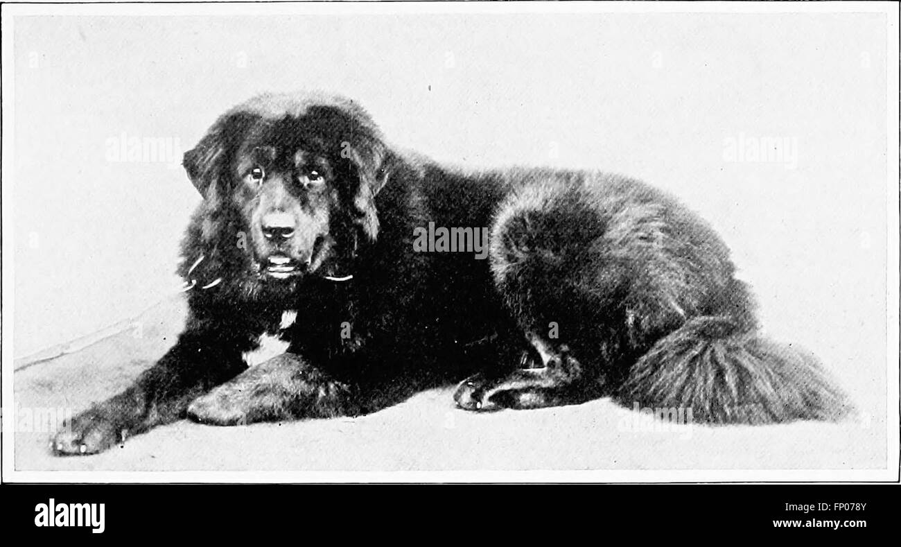 This 1907 book is a comprehensive guide to British dogs, their foreign ...