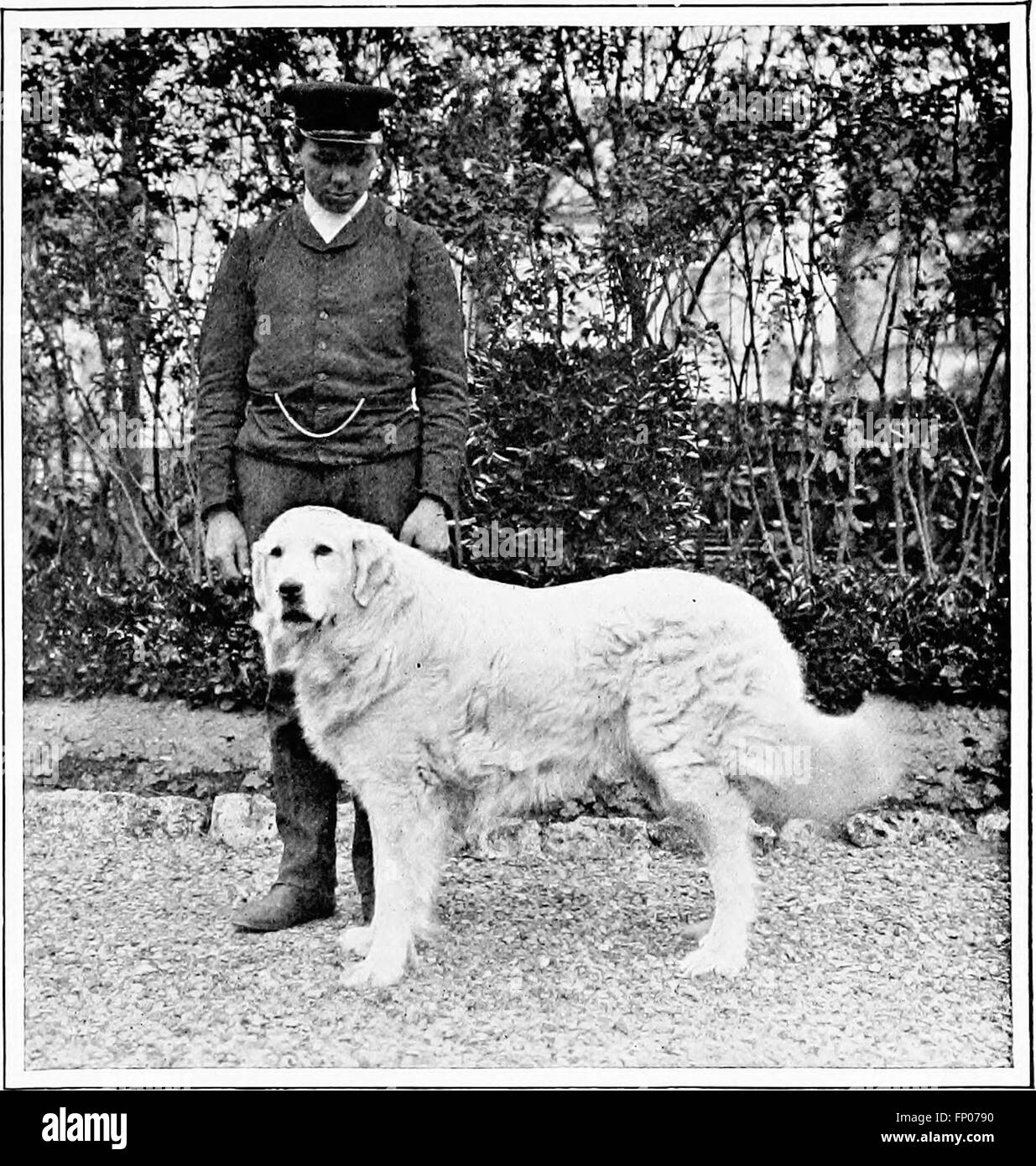 This 1907 book offers a detailed natural history of British dog breeds ...