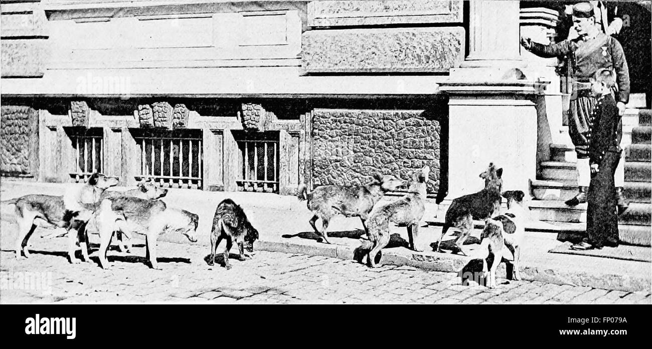 The new book of the dog; a comprehensive natural history of British ...