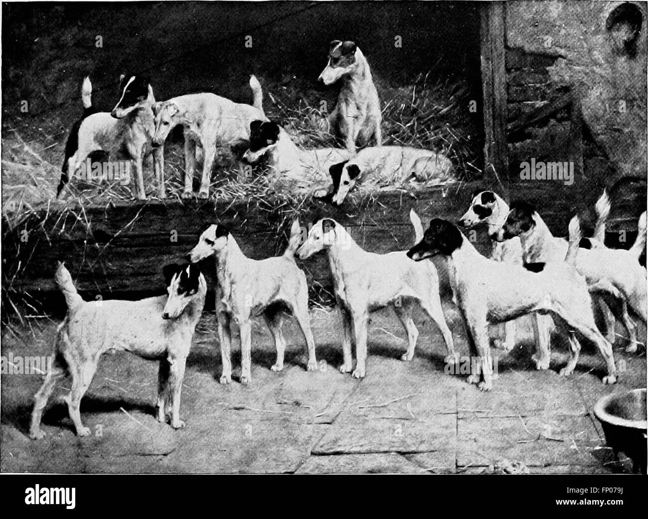 This 1907 book provides a detailed natural history of British dog ...