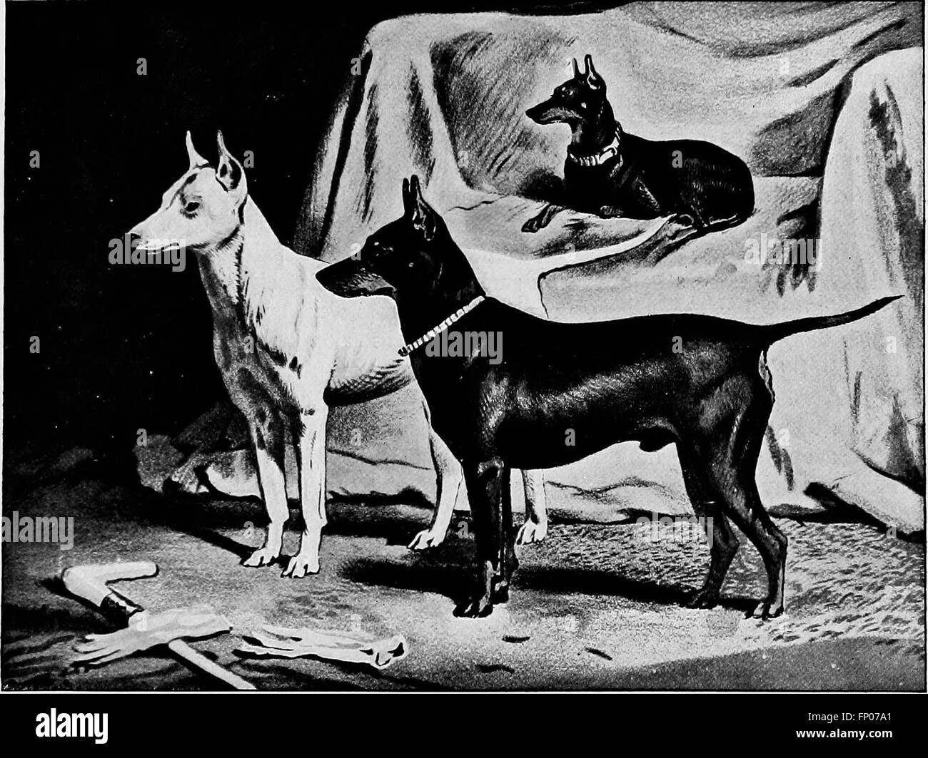 This 1907 book provides a detailed history of British dogs and their ...