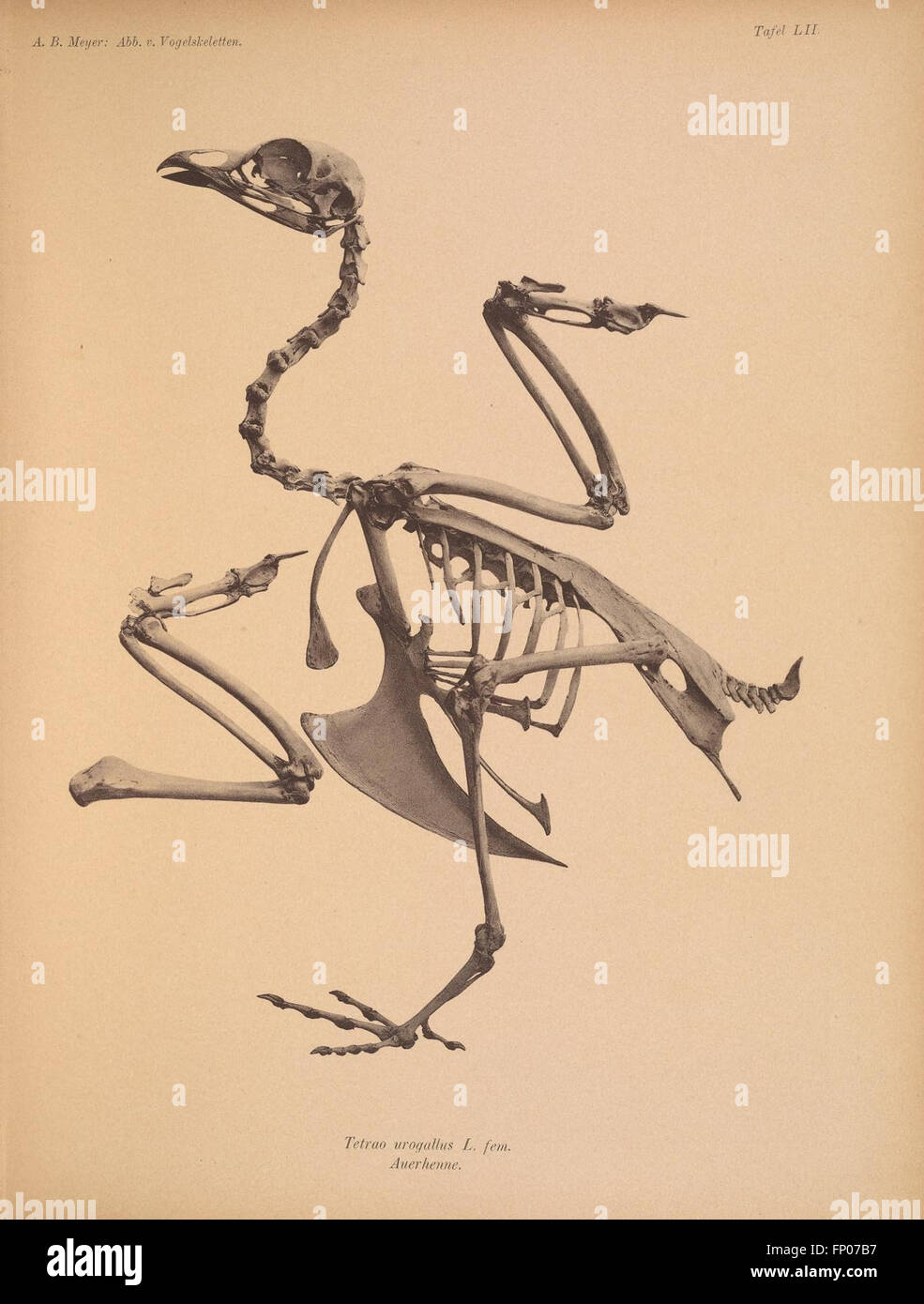 This plate from 'Abbildungen von Vogel-Skeletten' illustrates bird ...