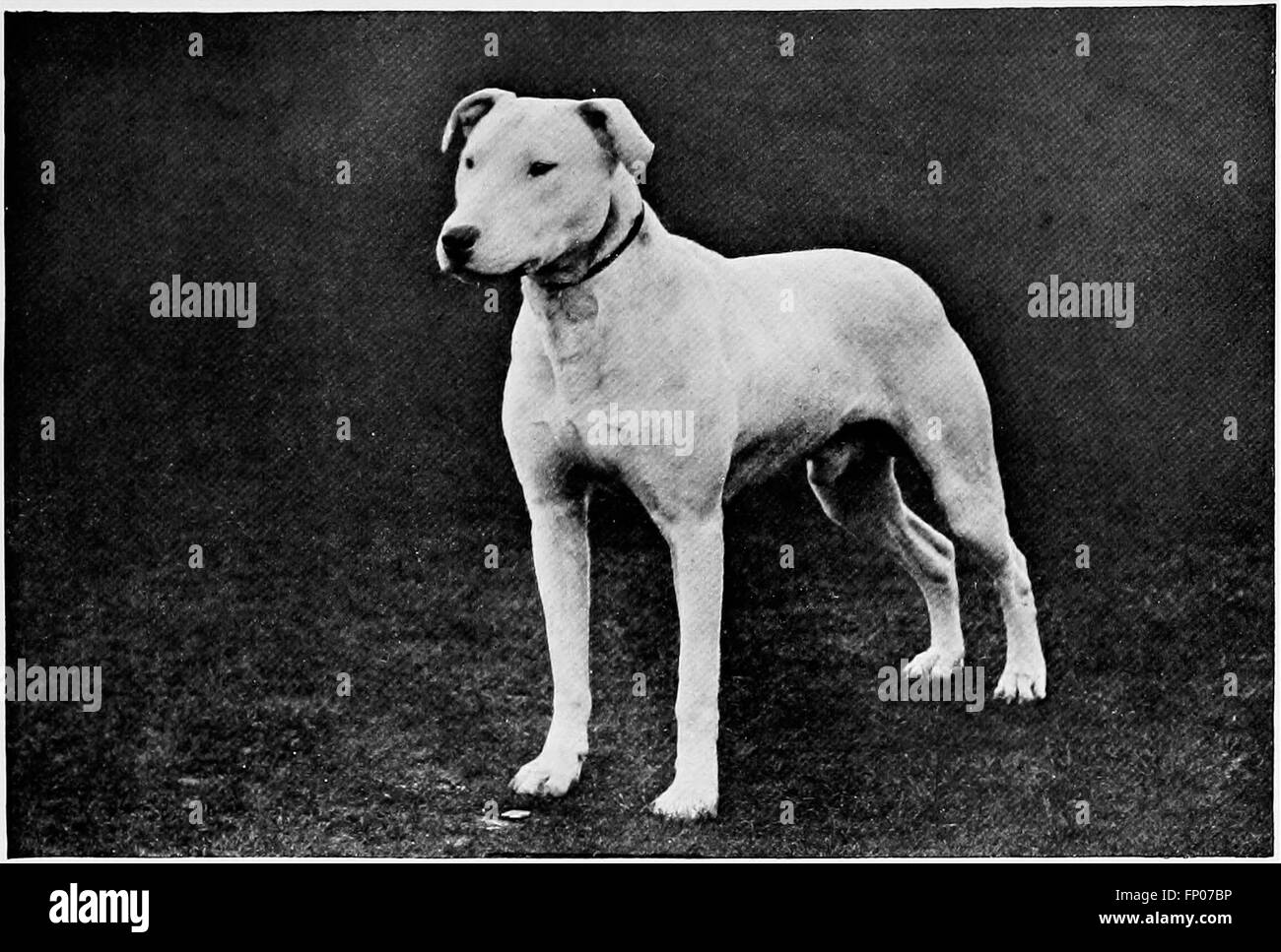 This 1907 book provides a comprehensive natural history of British dog ...