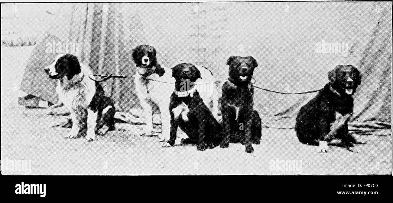 This 1907 book is a comprehensive guide to British dog breeds and their ...