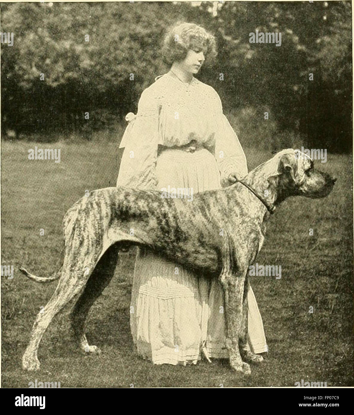 'The New Book of the Dog' (1911) is a comprehensive guide to British ...