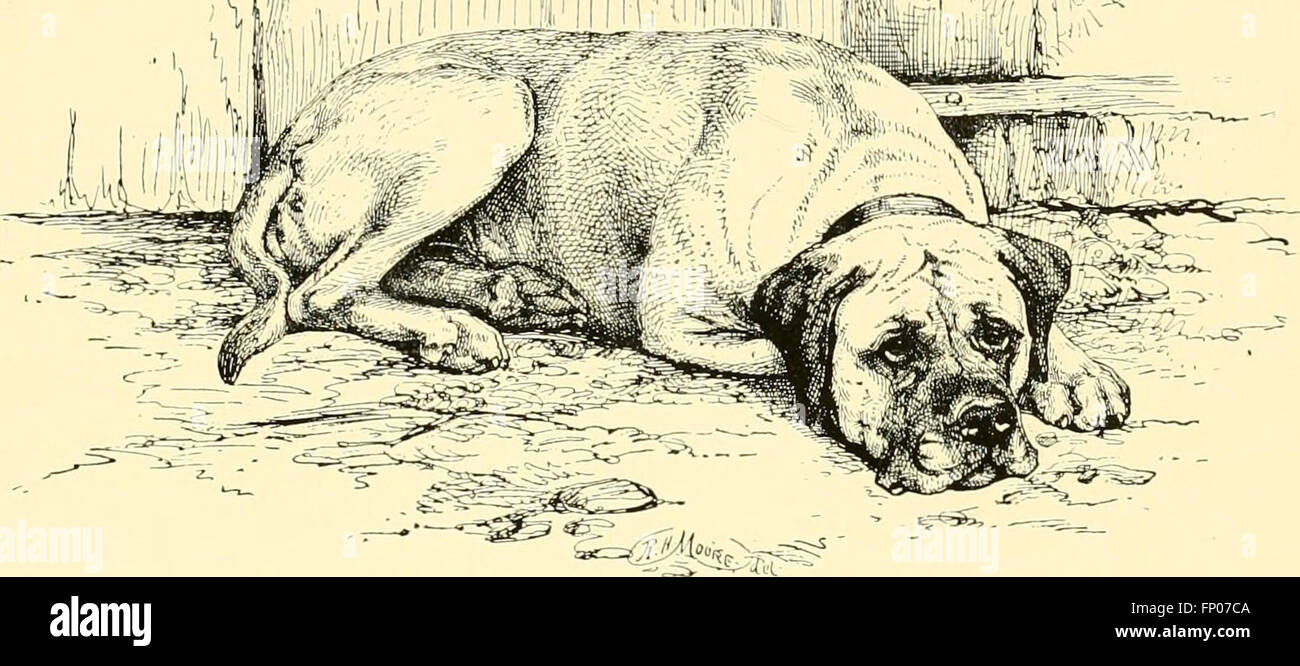 The new book of the dog - a comprehensive natural history of British ...