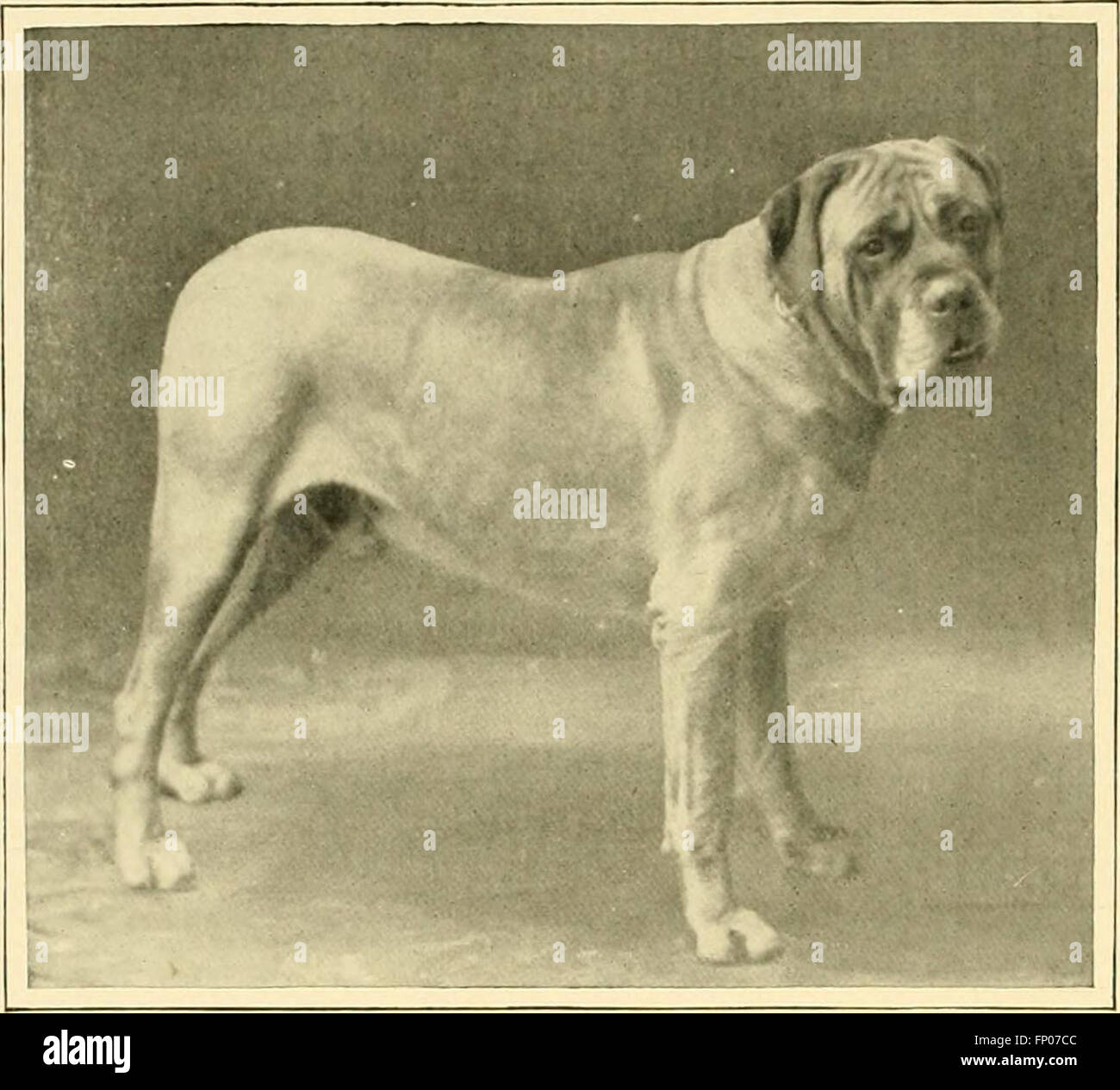 This book covers the natural history of British dogs and their foreign ...