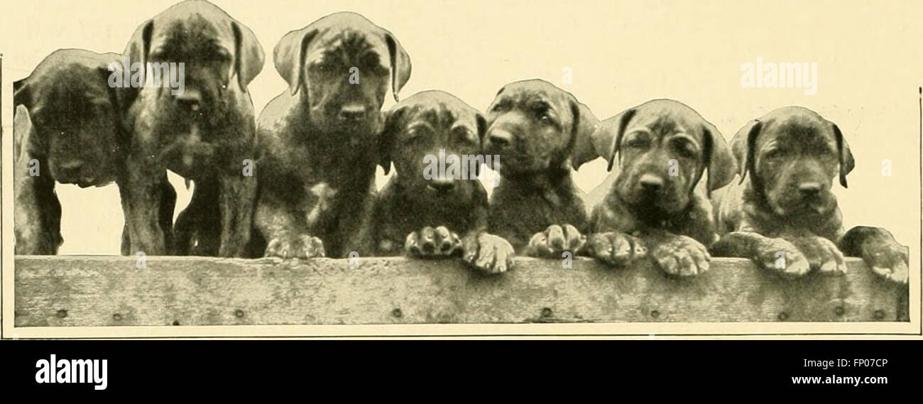 'The New Book of the Dog' (1911) offers an in-depth look at British dog ...