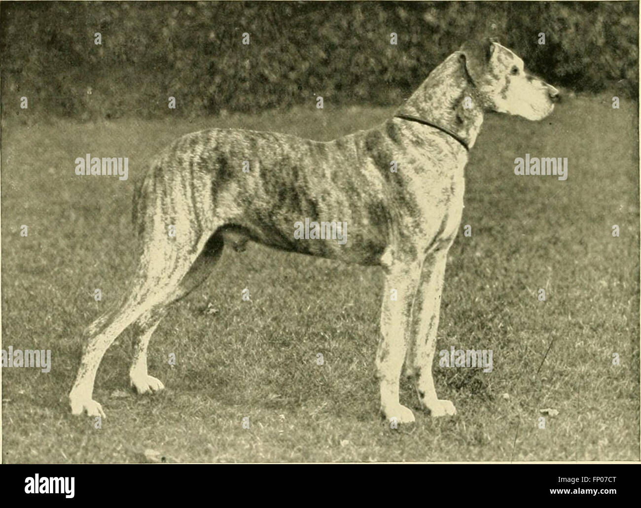 This 1911 book offers a detailed study of British dogs, their foreign ...