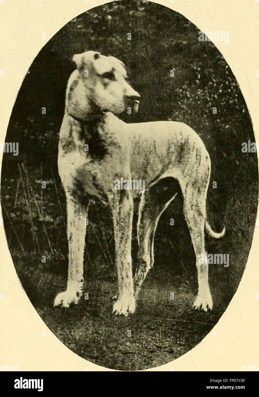 This 1911 work offers a thorough exploration of British dog breeds and ...