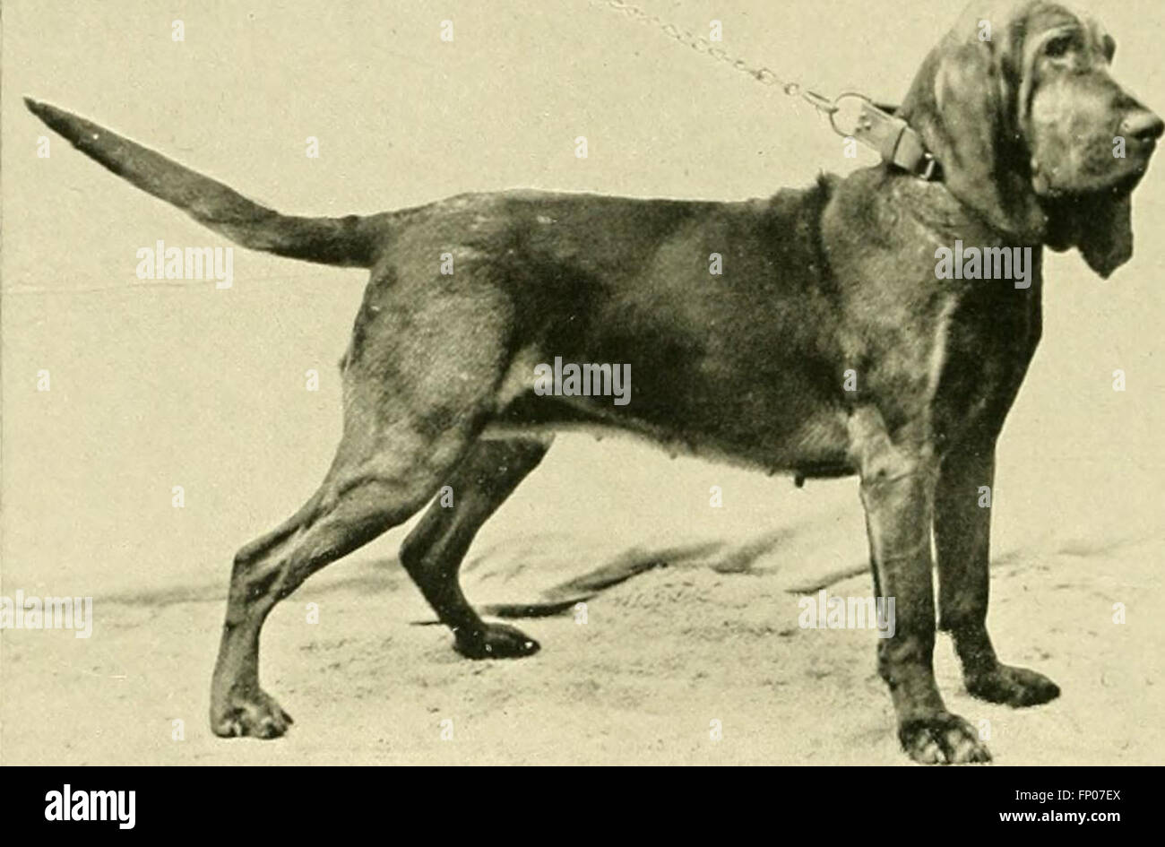 'The New Book of the Dog' (1911) offers an extensive guide to British ...